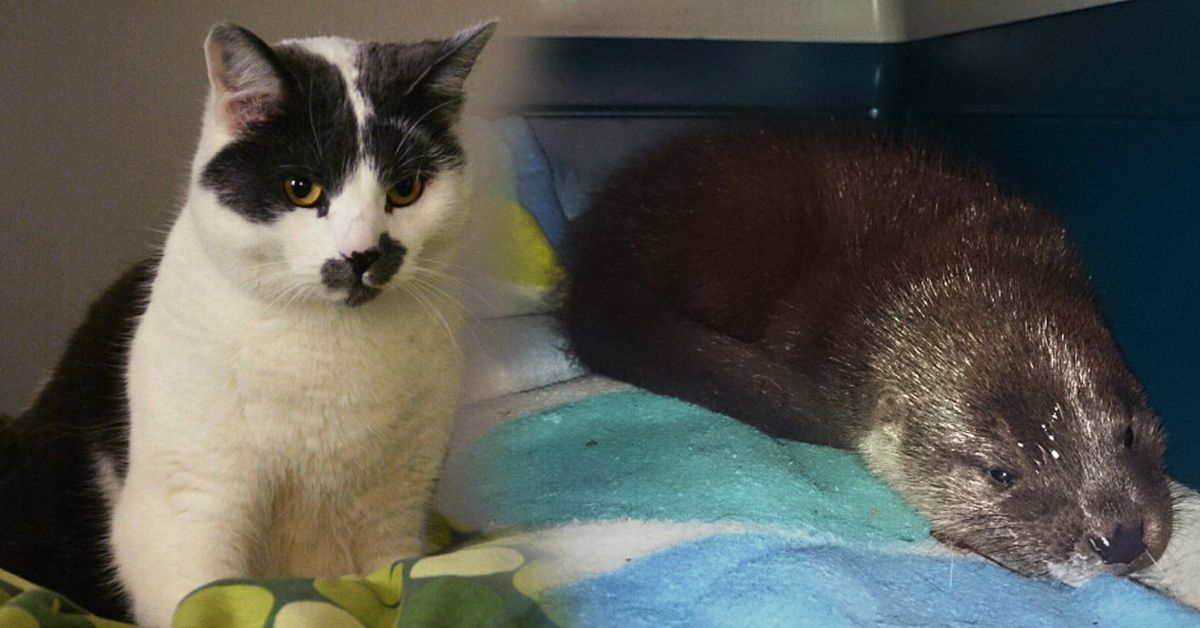 Katten som räddade en utter | SVT Nyheter