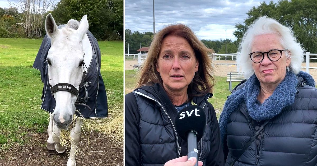 Sölvesborgs ridklubb förhandlar med kommunen om framtiden | SVT Nyheter Sölvesborgs ridklubb förhandlar med kommunen om framtiden | SVT Nyheter
