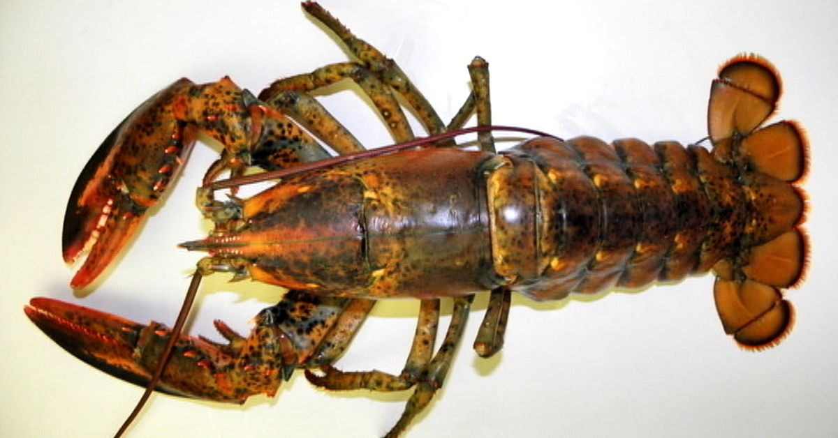 Superstor amerikansk hummer på Västkusten | SVT Nyheter