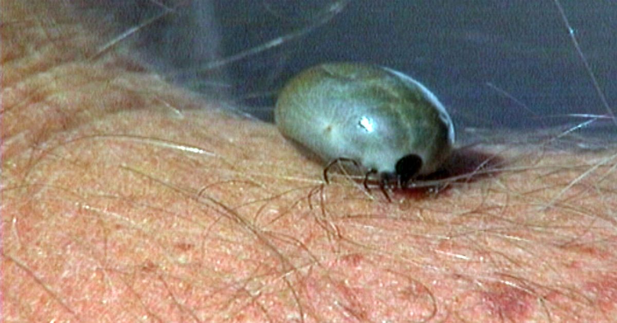 TBE-fallen fortsätter i Värmland | SVT Nyheter