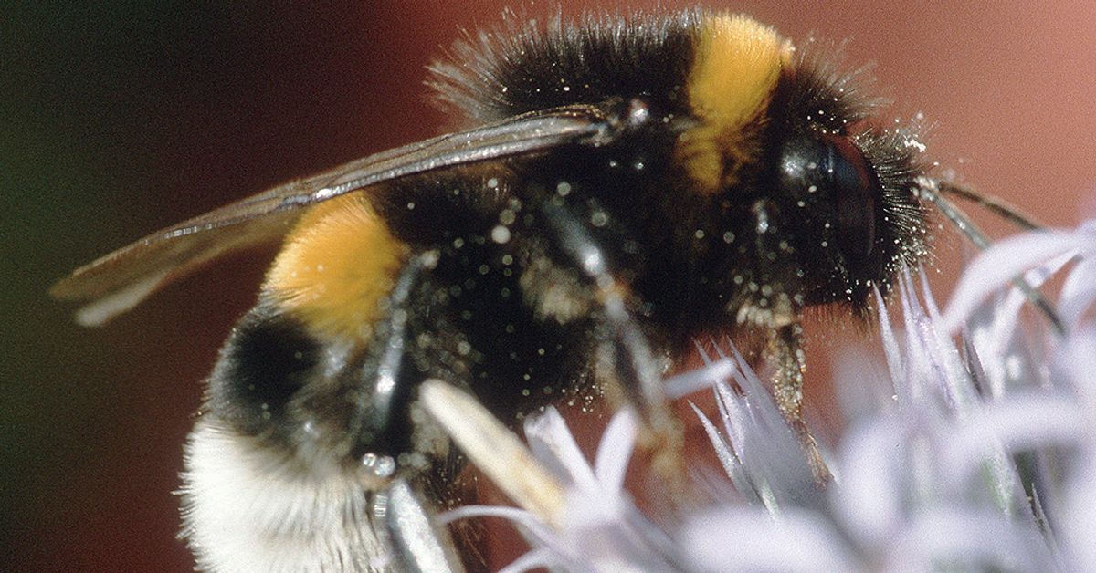 Humlor – smartare än vad du tror | SVT Nyheter