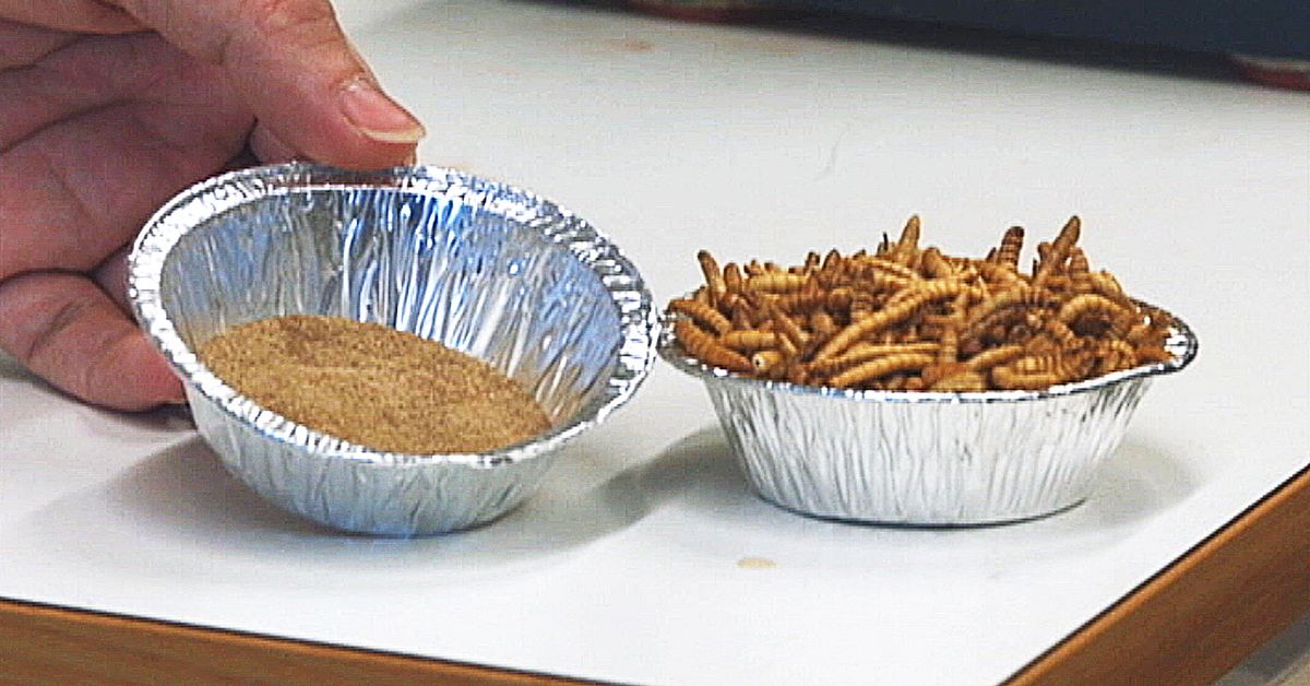 Nils Österström i Mora vill få oss att äta mask | SVT Nyheter