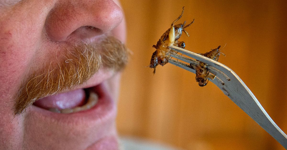 Är insekter framtidens mat? | SVT Nyheter