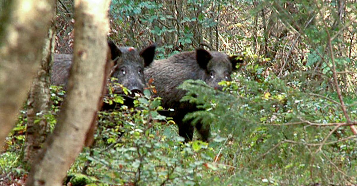 Vildsvin dödade får | SVT Nyheter