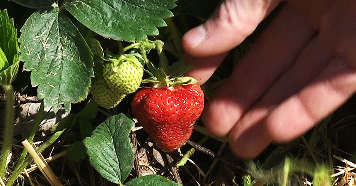 Nu rodnar de värmländska gubbarna | SVT Nyheter