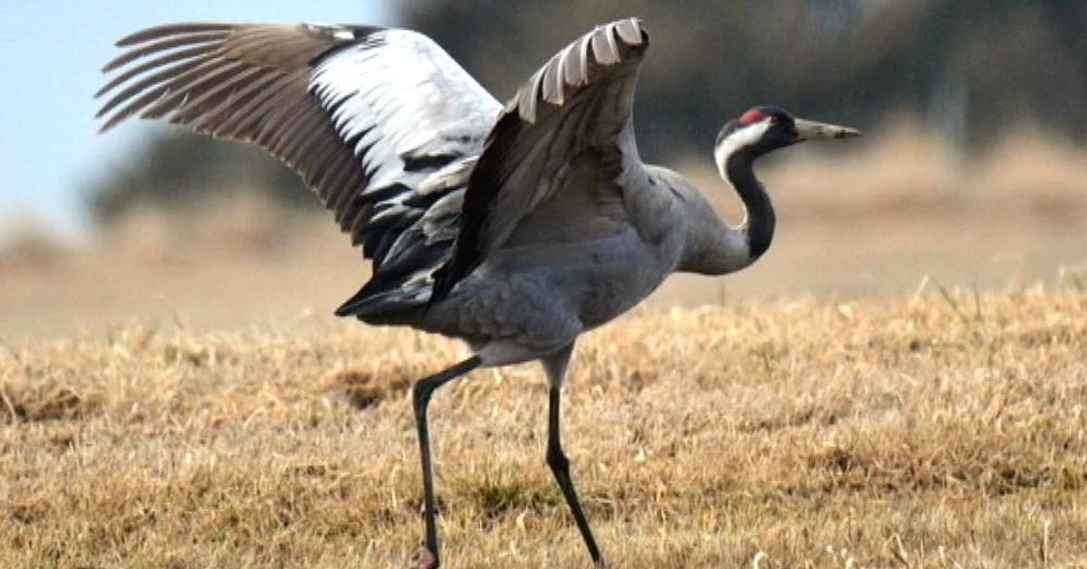 Rekordmånad för tranor vid Tåkern | SVT Nyheter