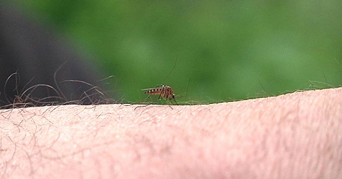 Myggor analyseras | SVT Nyheter