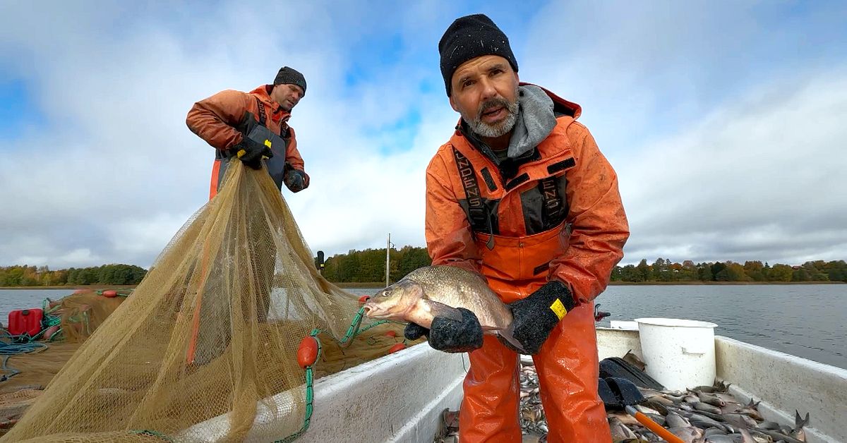 Följ med när över 7 000 fiskar tas upp ur Kyrksjön i Hölö | SVT Nyheter
