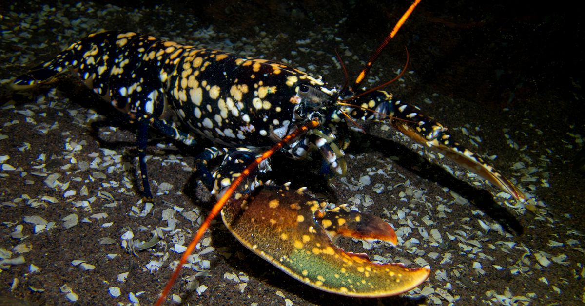 Fyndet: Extremt sällsynt hummer hittad | SVT Nyheter