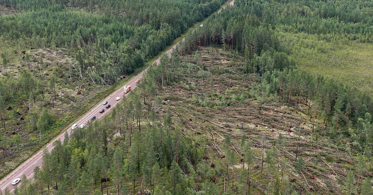 Tromb fällde träd i Dalarna – se den stora mängden fällda träd mellan Malung och Öje | SVT Nyheter