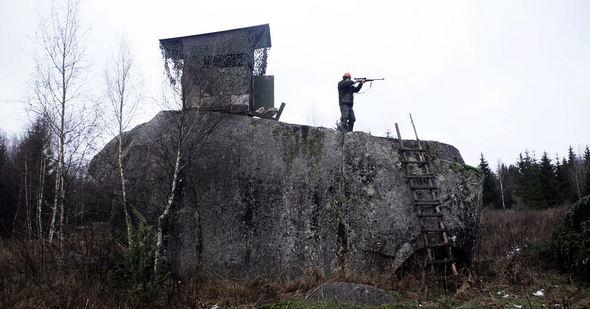 Fler älgar än beslutat fällda runt Hällefors – länsstyrelsen i Örebro ...