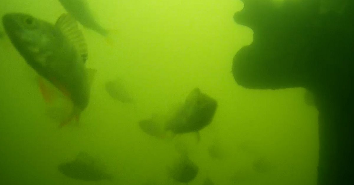 Dörrklocka För Fiskar Har Gjort Succé På Nätet Känns Bra Att Hjälpa