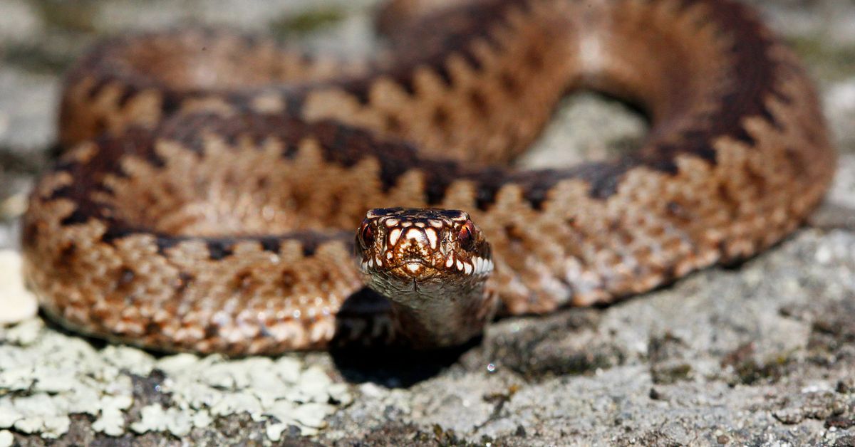 Så ska du göra om du möter en huggorm | SVT Nyheter