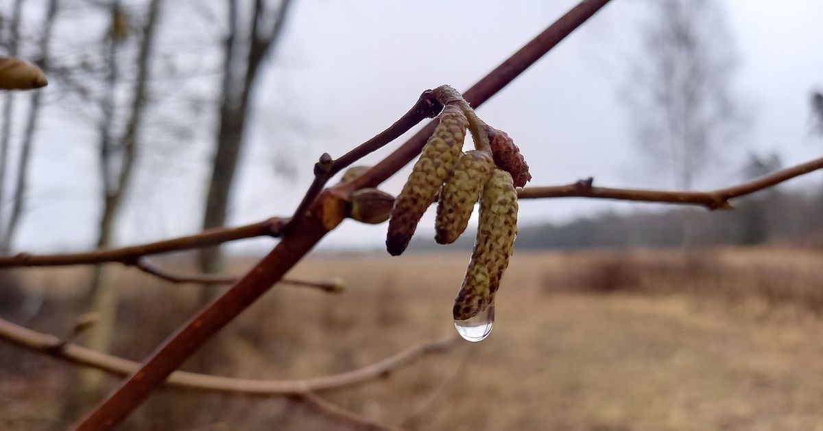 Tittarbilder februari 2025 – skicka din bild till SVT Väder | SVT Nyheter