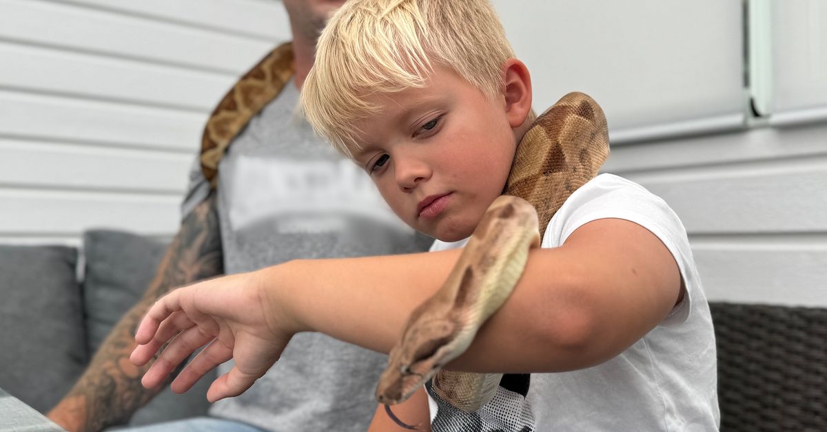 Fler barnfamiljer skaffar orm som husdjur – Lex, 7, i Halmstad har en ...