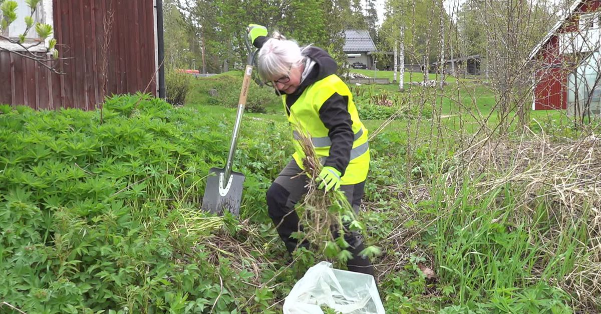 Här kämpar byborna utanför Umeå mot lupinerna | SVT Nyheter