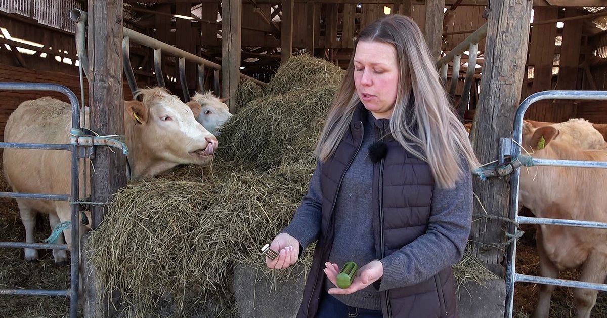 Pantburkar skär upp kor inifrån – lantbrukaren: Sluta skräpa ner | SVT ...