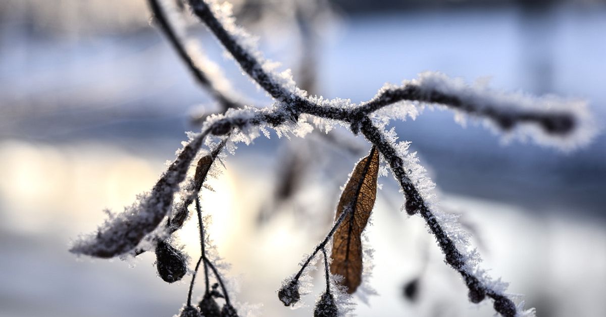Nytt säsongsrekord – 43,8 minusgrader i Naimakka | SVT Nyheter