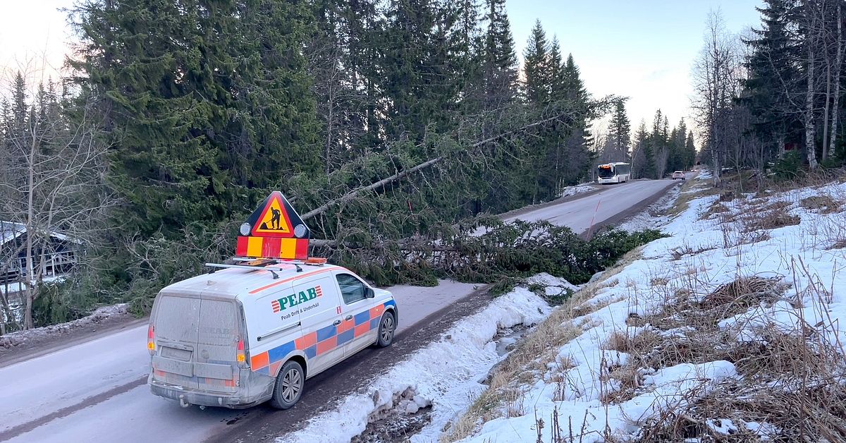 Stopp i trafiken på flera håll i Dalarna – träd på vägen | SVT Nyheter