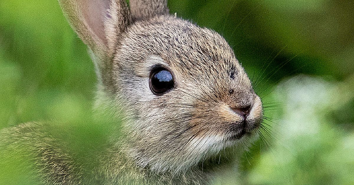 Från fluffiga husdjur till invasiv art – 300 kaniner undersöktes i ...