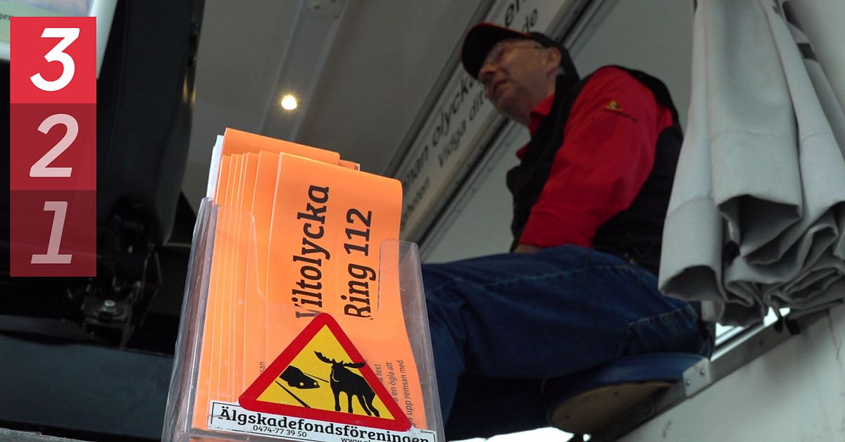 Så ska du agera vid en viltolycka | SVT Nyheter