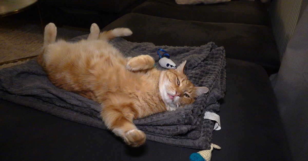 Katten ”Luffar-Lasse” har dragit in över en miljon till Musikhjälpen ...