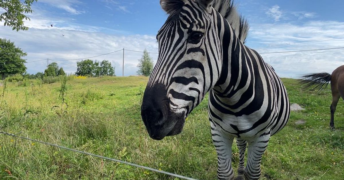 Oväntad syn: Zebran Pile har blivit kändis utan att veta om det | SVT ...