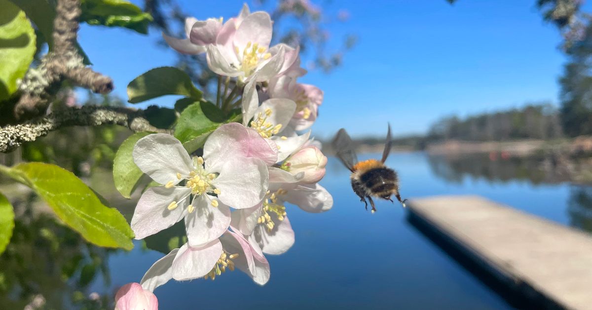 Tittarbilder maj 2024 – skicka din bild till SVT Väder | SVT Nyheter