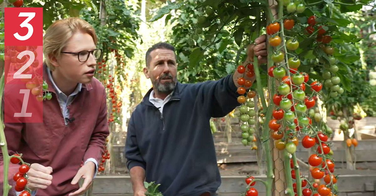  Tomatmannen P S dermalms B sta Tips S Lyckas Du Med Tomatodlingen