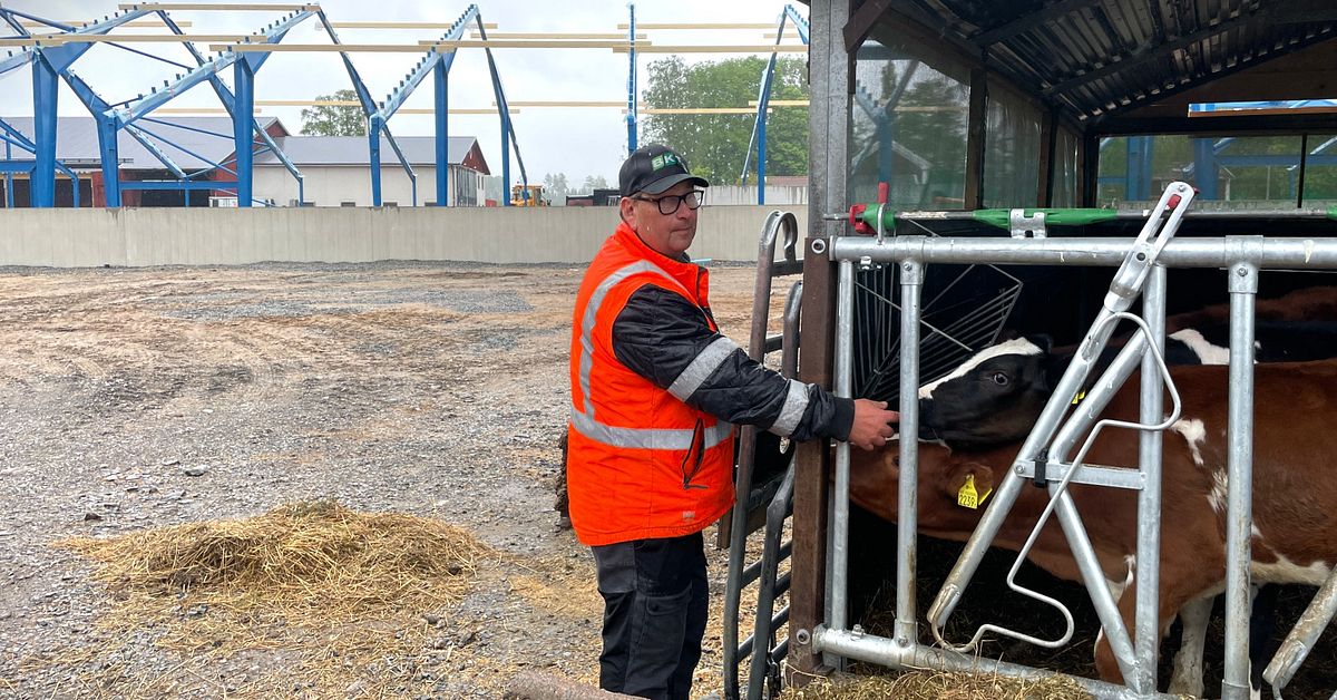 180 kor dog när Johans ladugård brann – nu bygger han upp igen | SVT ...