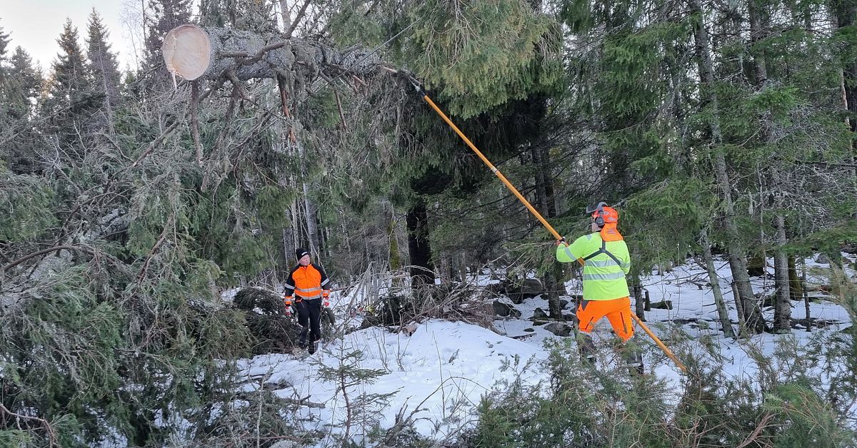 Kämpar för att få bort träden från elledningarna efter stormen – se ...