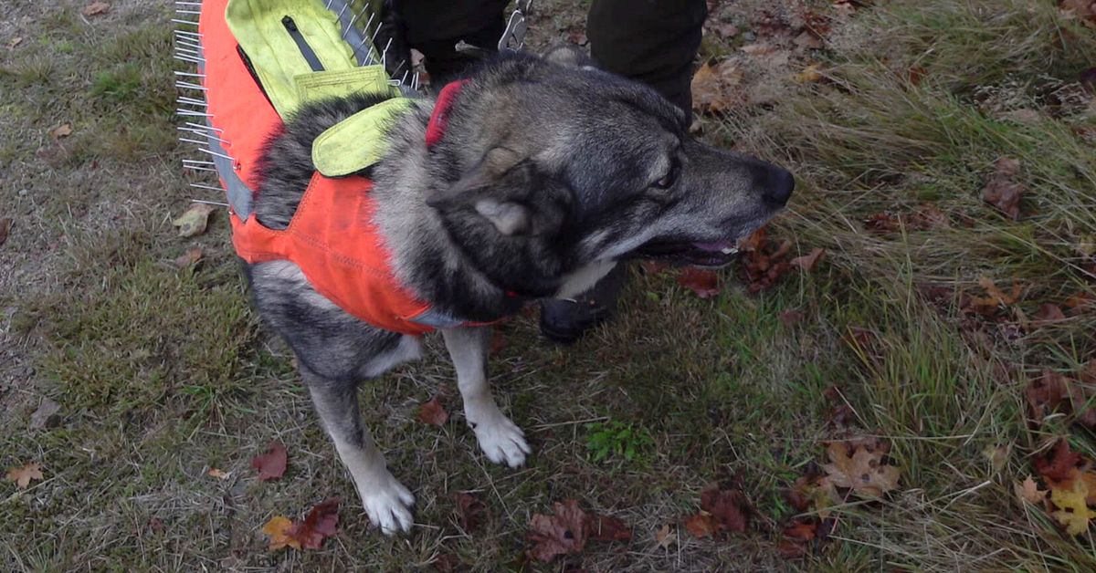 Se när hunden Varg-Olle förbereds för årets älgjakt | SVT Nyheter
