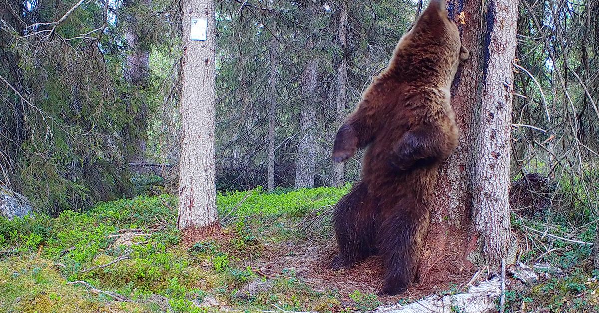 Se björnarna klia sig – ska ge fakta om stammen i Norrbotten | SVT Nyheter