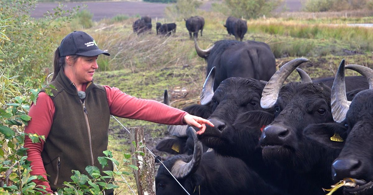 Se hur vattenbufflarna har klarat uppdraget i naturreservatet | SVT Nyheter