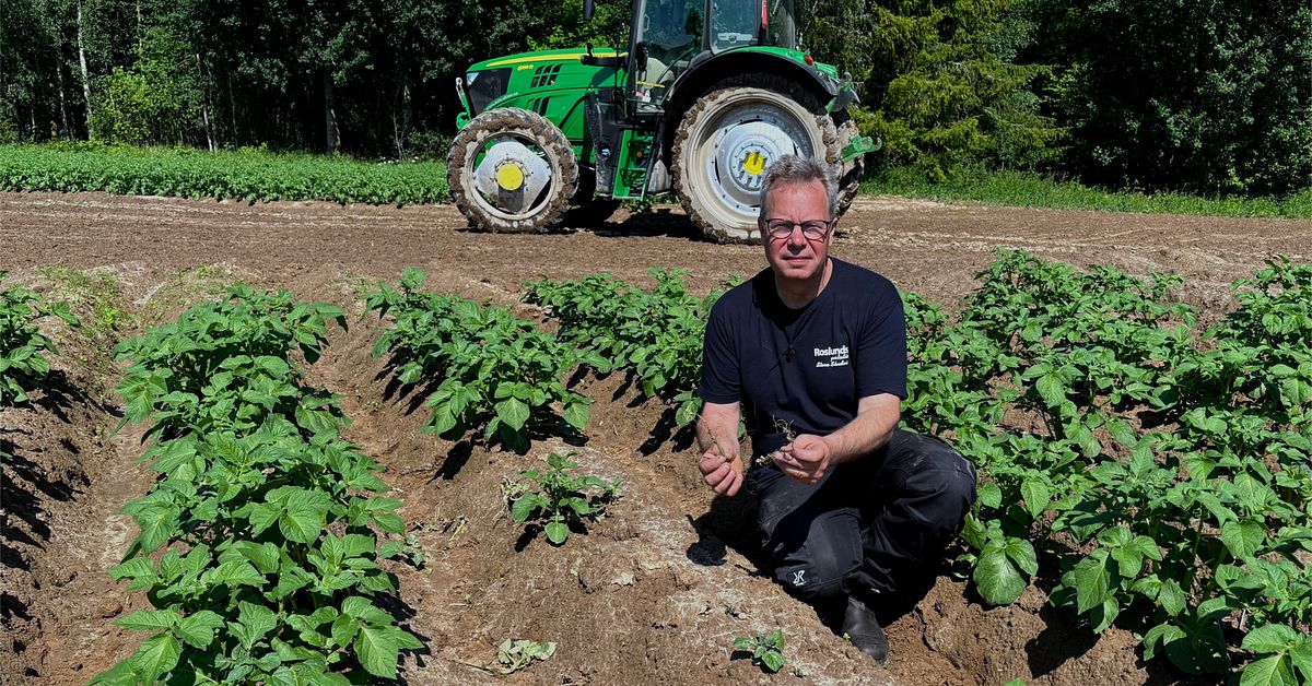 Tranorna åt upp Per-Anders potatis i Stora Skedvi: ”Helt hopplöst ...