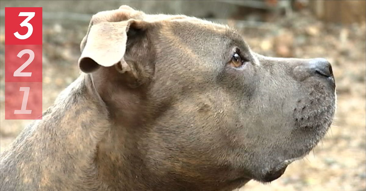 Lista: Så ska du agera vid en hundattack | SVT Nyheter