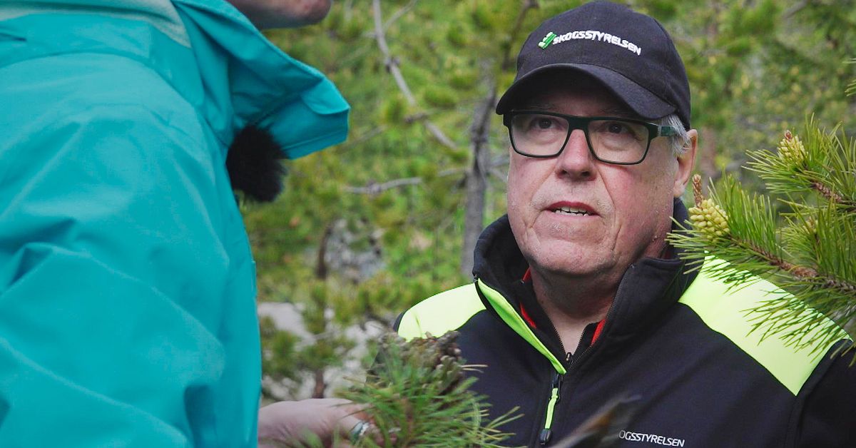 ”Markant tillväxtförsämring” – Skogsstyrelsen om skadorna | SVT Nyheter