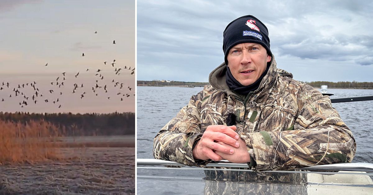 Tusentals skarvar i Testeboån – får inte skjutas: ”Katastrof” | SVT Nyheter