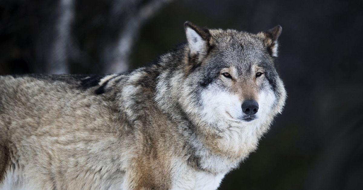 Två vargangrepp i Blekinge under helgen – sju får dödade | SVT Nyheter