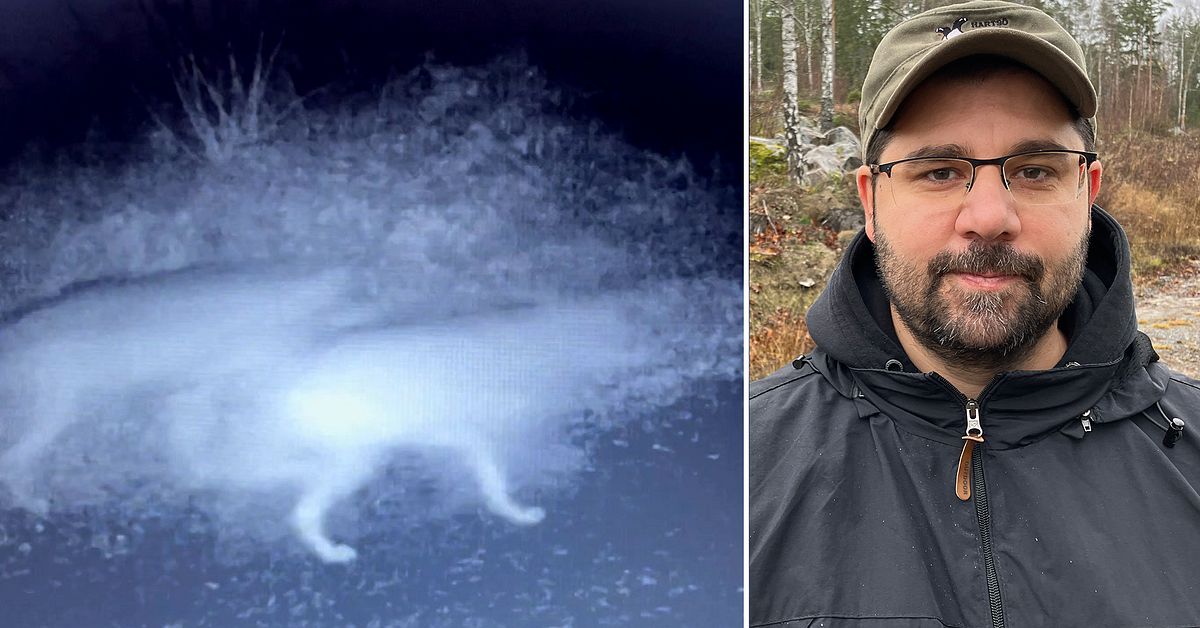 Petri fångade tolv vargar på film utanför Stjärnhov | SVT Nyheter