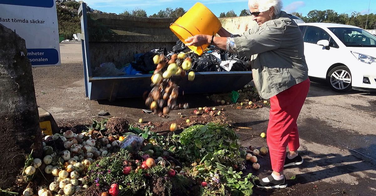 Tonvis med äpplen ruttnar på tippen | SVT Nyheter