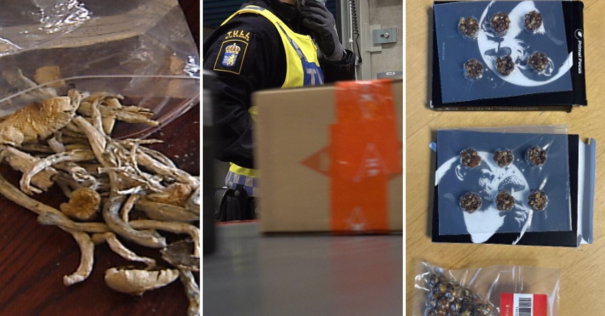 Rekordmånga beslag av olagliga svampar i Sverige | SVT Nyheter