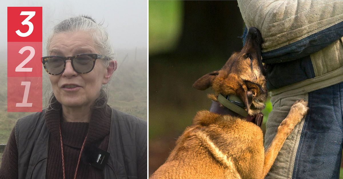 Hundpsykologen tipsar: Så gör du vid en hundattack | SVT Nyheter