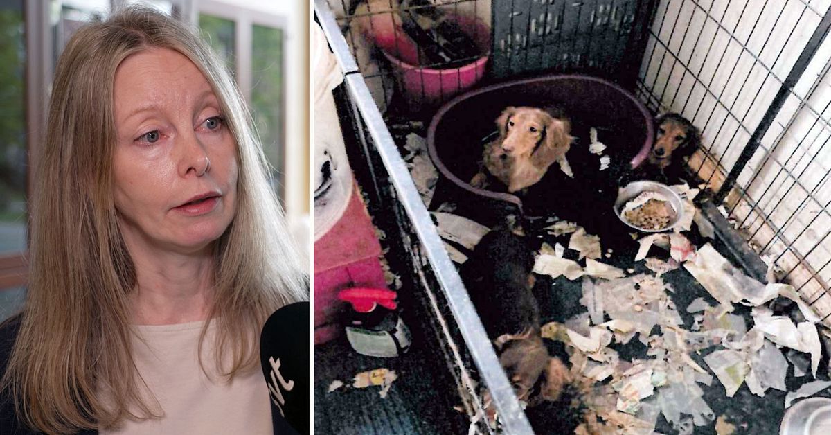 Kennelklubben kritiseras för bristande kontroll: ”Har inte ...