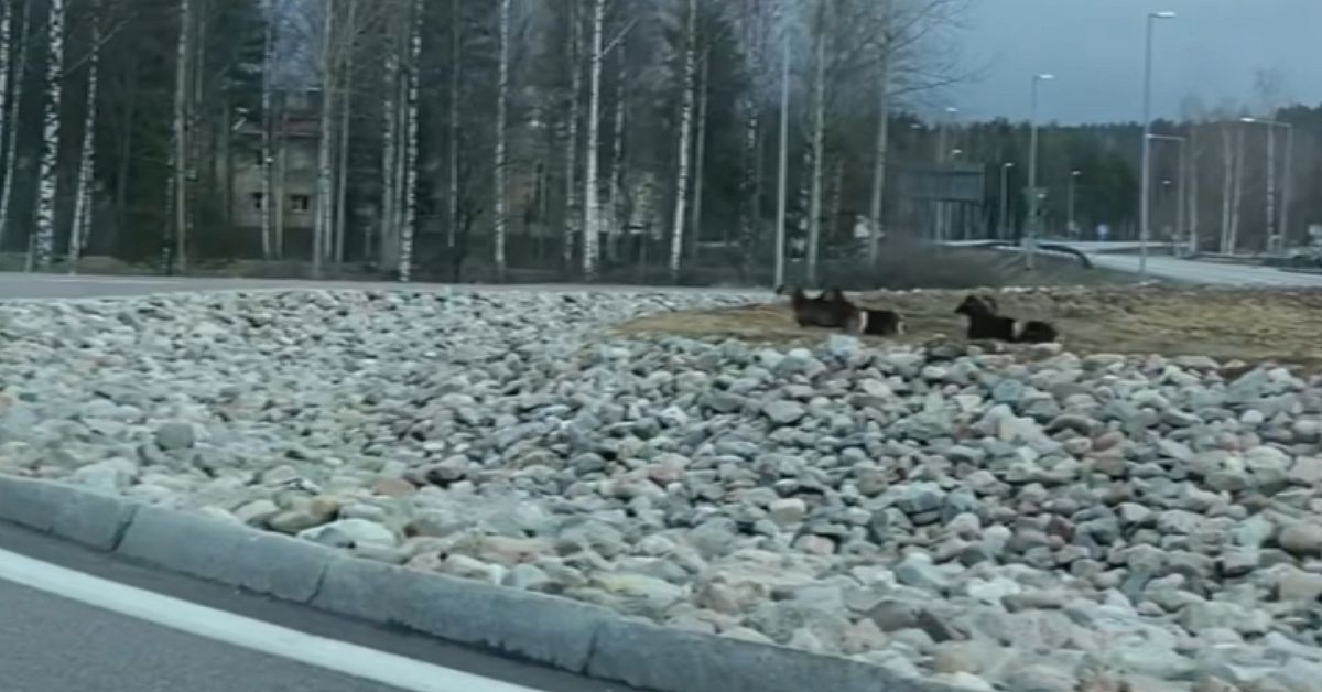 Här springer mufflonfår i rondellen – polisen: ”Ingen som har ansvar ...