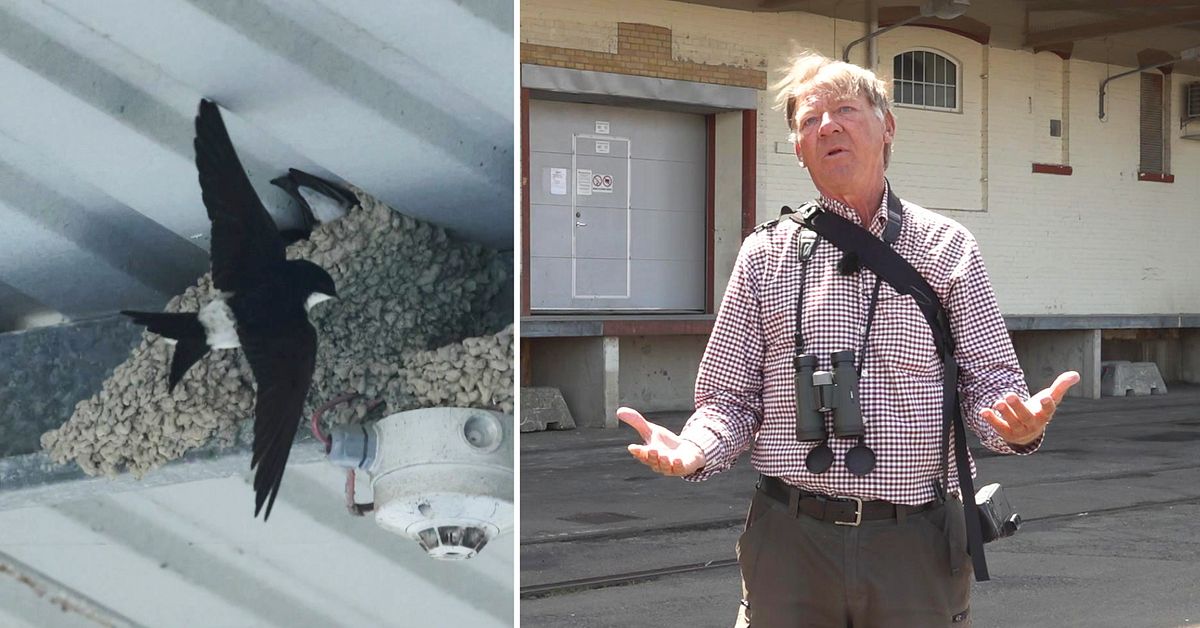 Bertils ilska – Lantmännen rev svalornas bon: ”Jävla onödigt” | SVT Nyheter