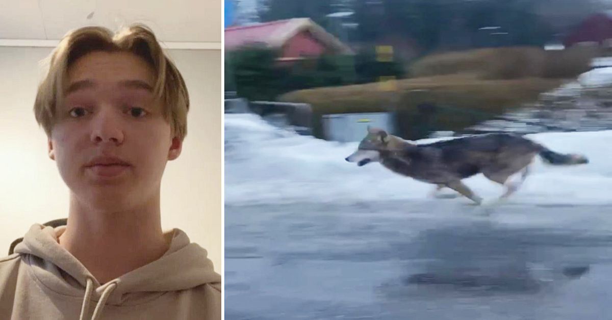 Här möter Edward, 14, varg mitt i villaområdet i Norrtälje | SVT Nyheter