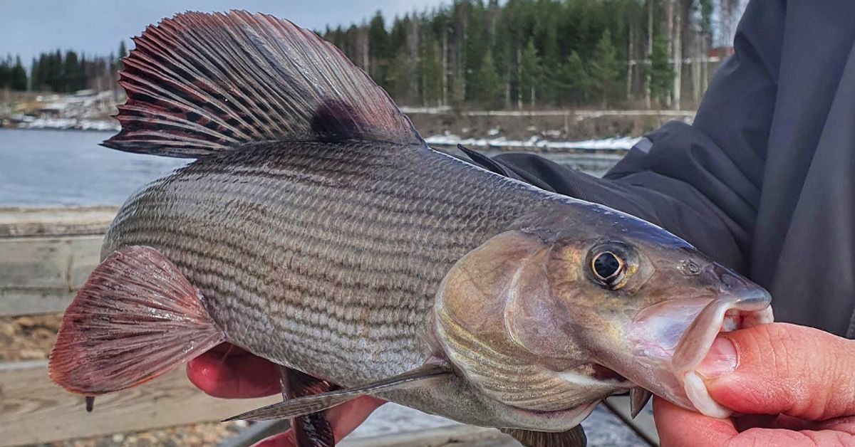 Sportfiskarna kritiserar sen åtgärd: Nu förbjuds harrfiske i Vättern ...