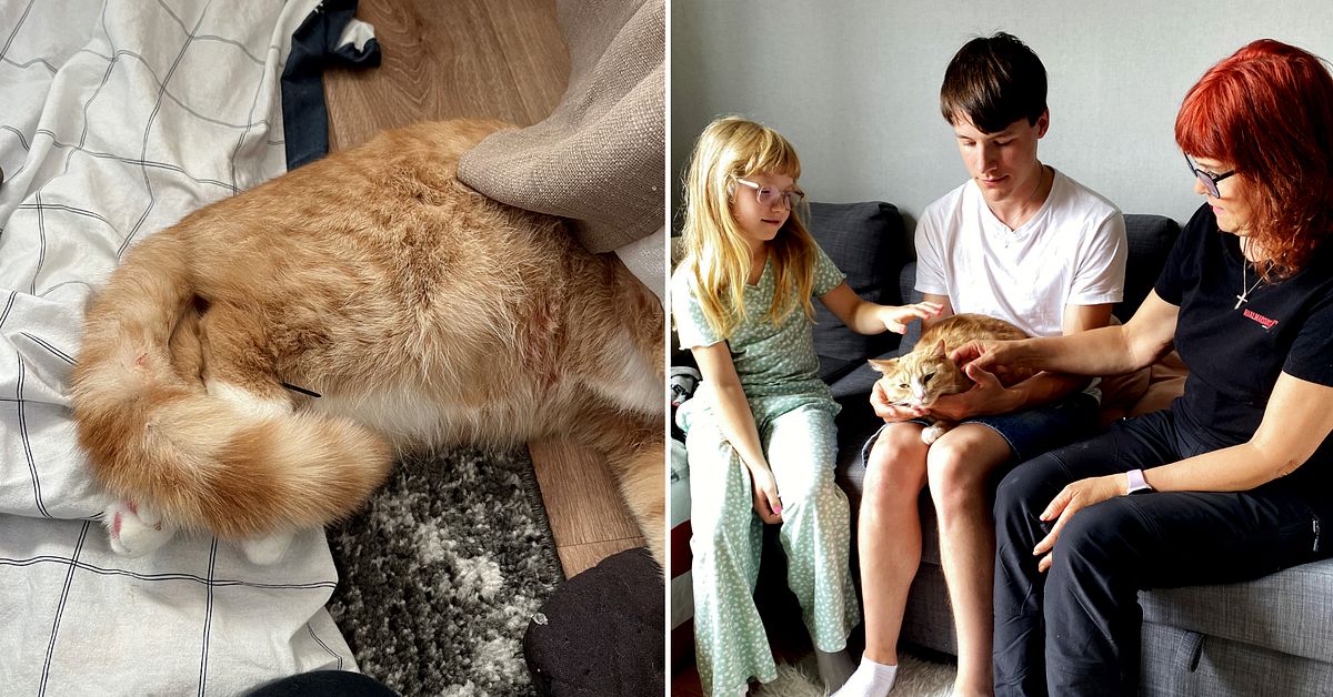 Katten Zimba plågad med buntband: ”Blev chockad” | SVT Nyheter