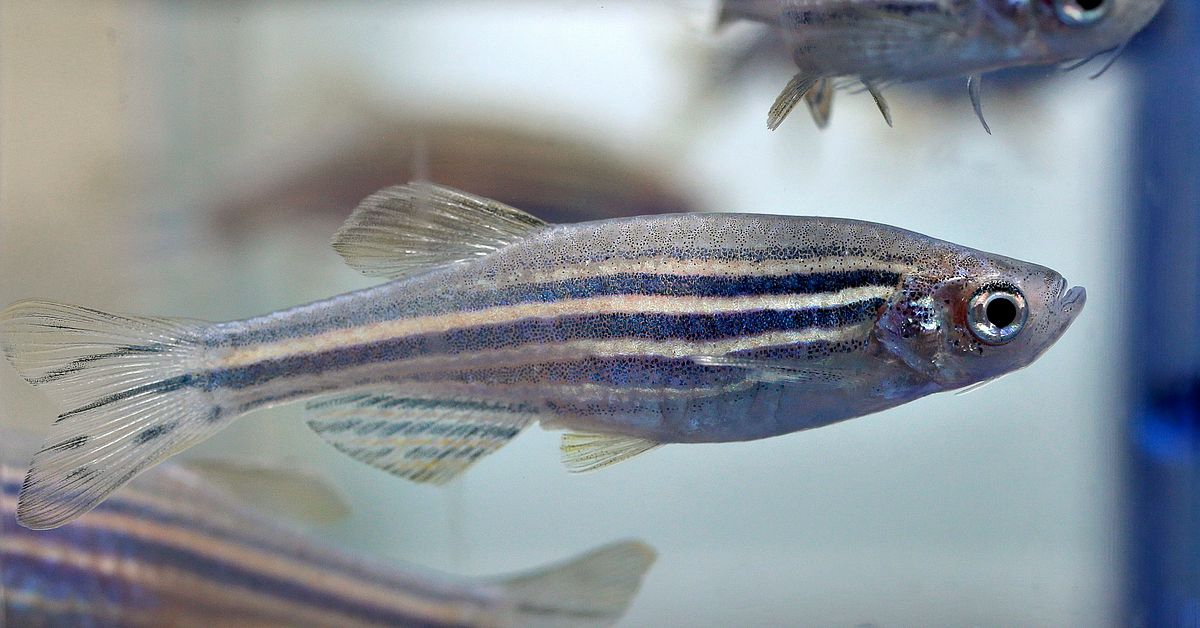 Så kan 20 000 zebrafiskar hjälpa forskare att förstå cancer | SVT Nyheter